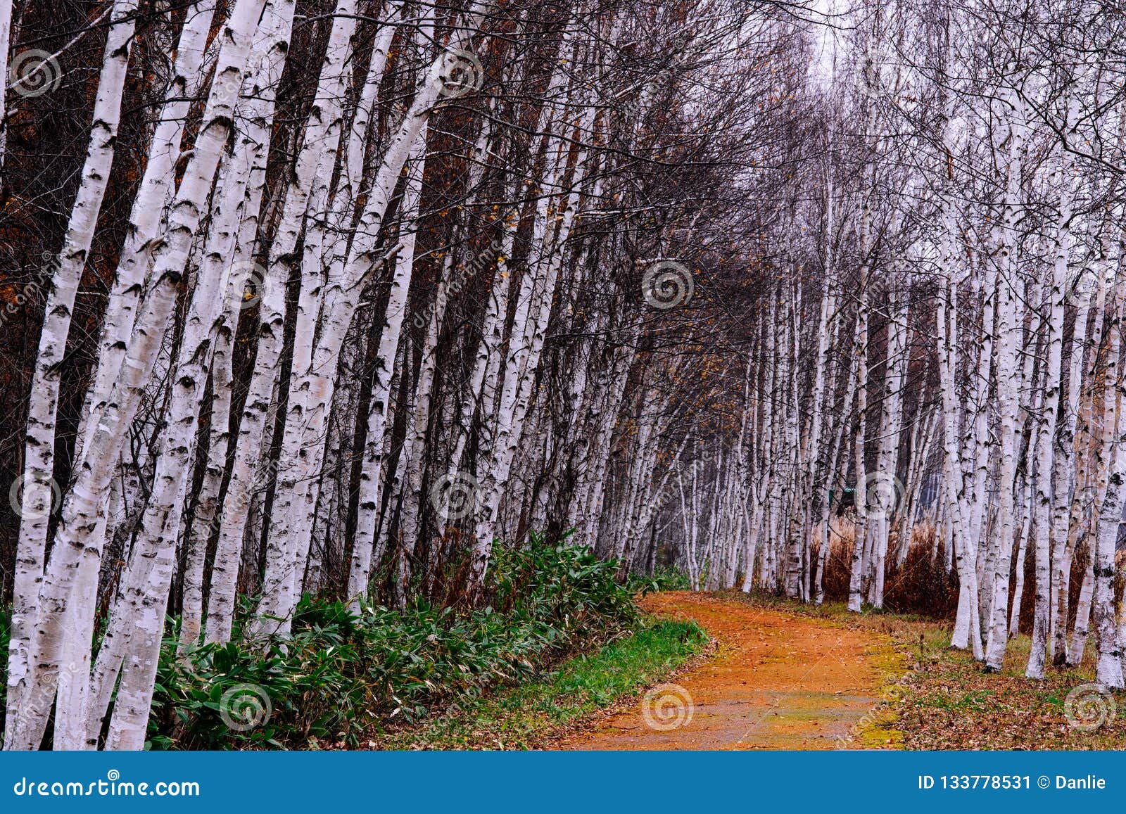 Path into Birch Trees stock image. Image of prospect - 133778531