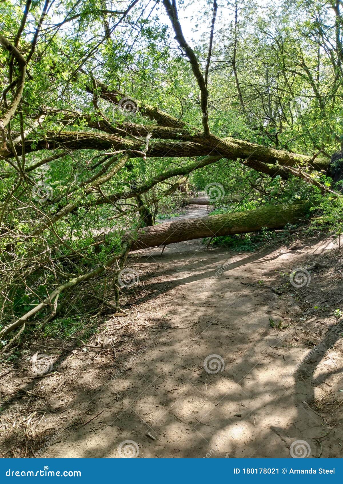 Path Blocked by a Fallen Tree Stock Image - Image of woods, pathway ...