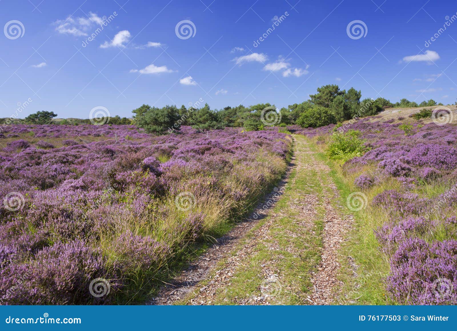 Path through Blooming Heather in the Netherlands Stock Image - Image of ...
