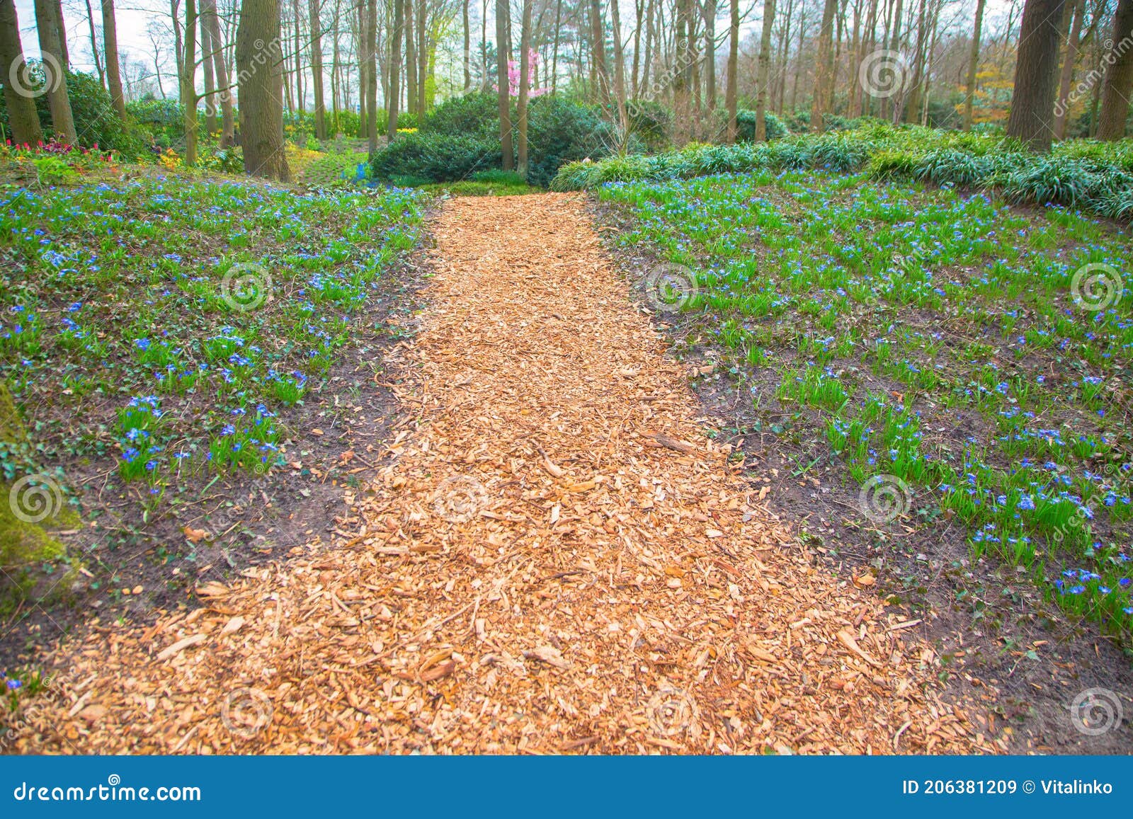 A Path with Blue Spring Flowers Stock Image - Image of nature, plant ...