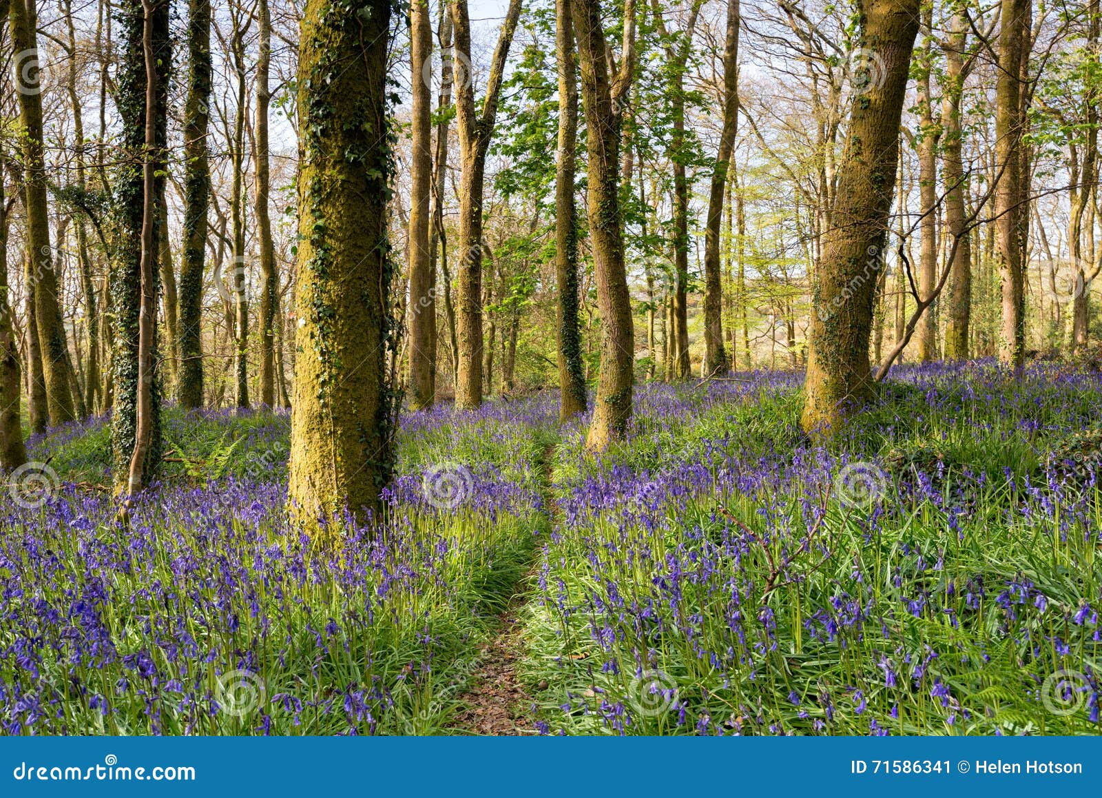 A Path through Bluebell Woods Stock Image - Image of hyacinthoides ...