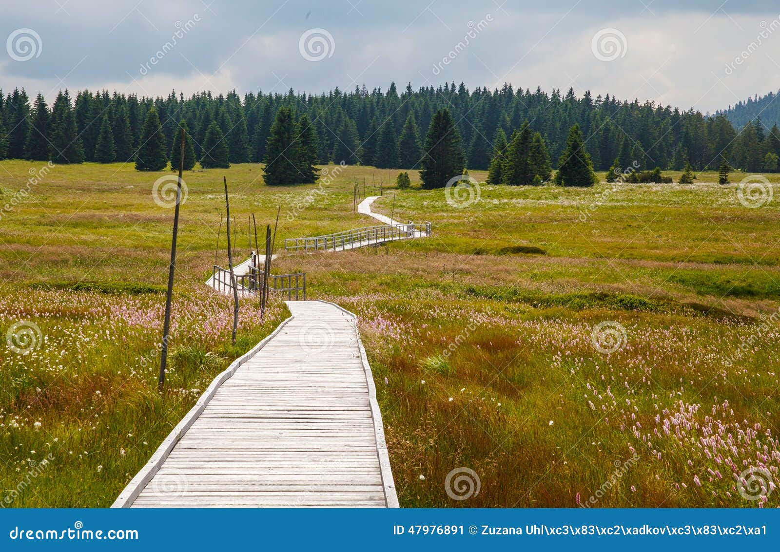 Path from the bog stock image. Image of season, rural - 47976891
