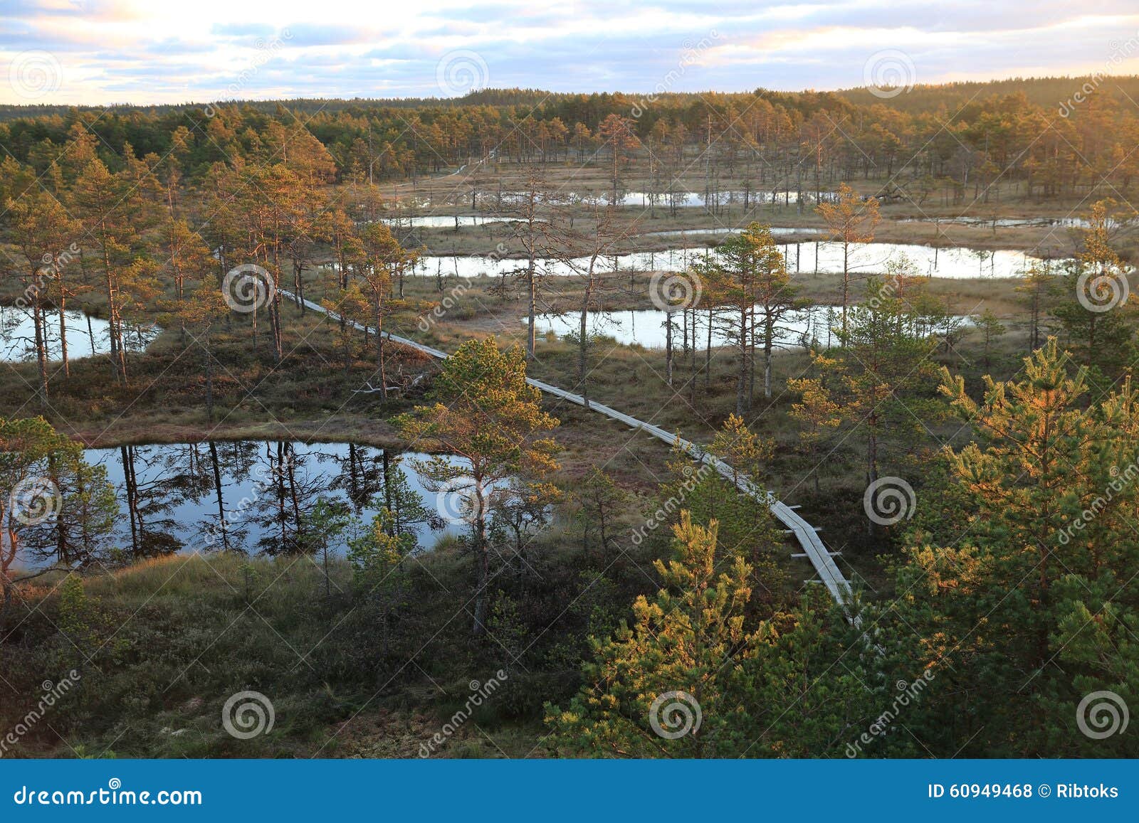 Path through the bogs stock photo. Image of botany, long - 60949468