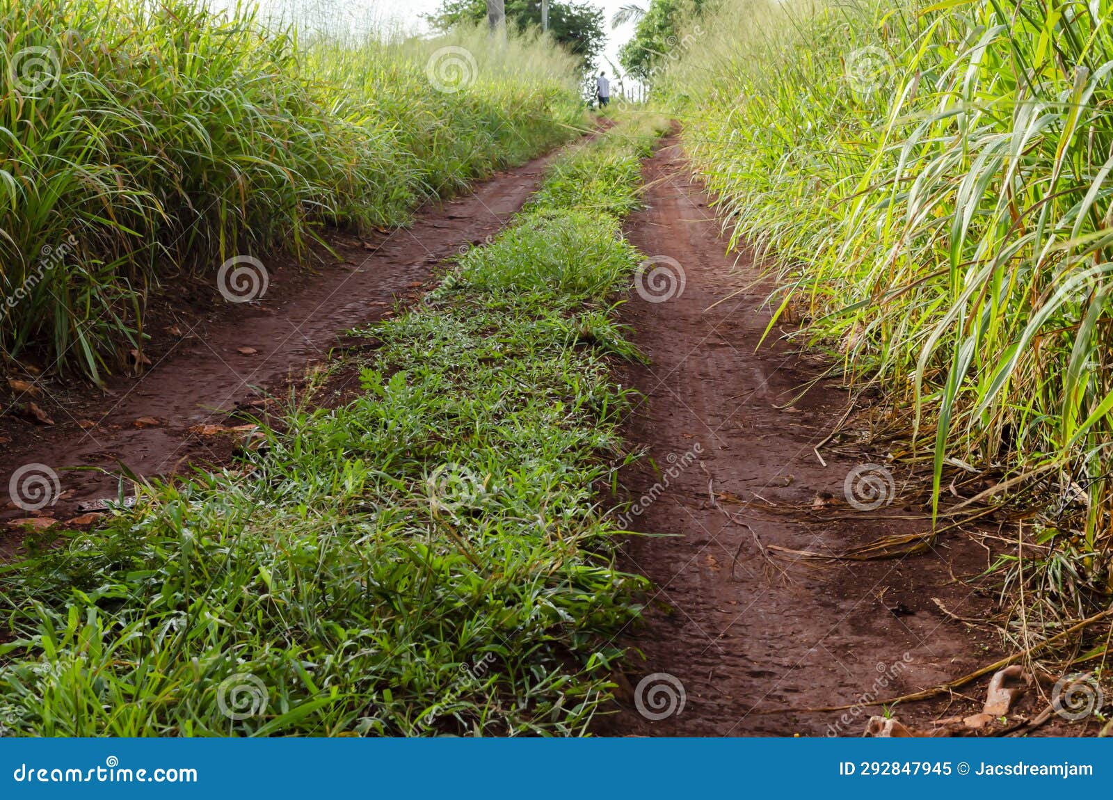 Path Bordered by Guinea Grass Stock Image - Image of track, paths ...