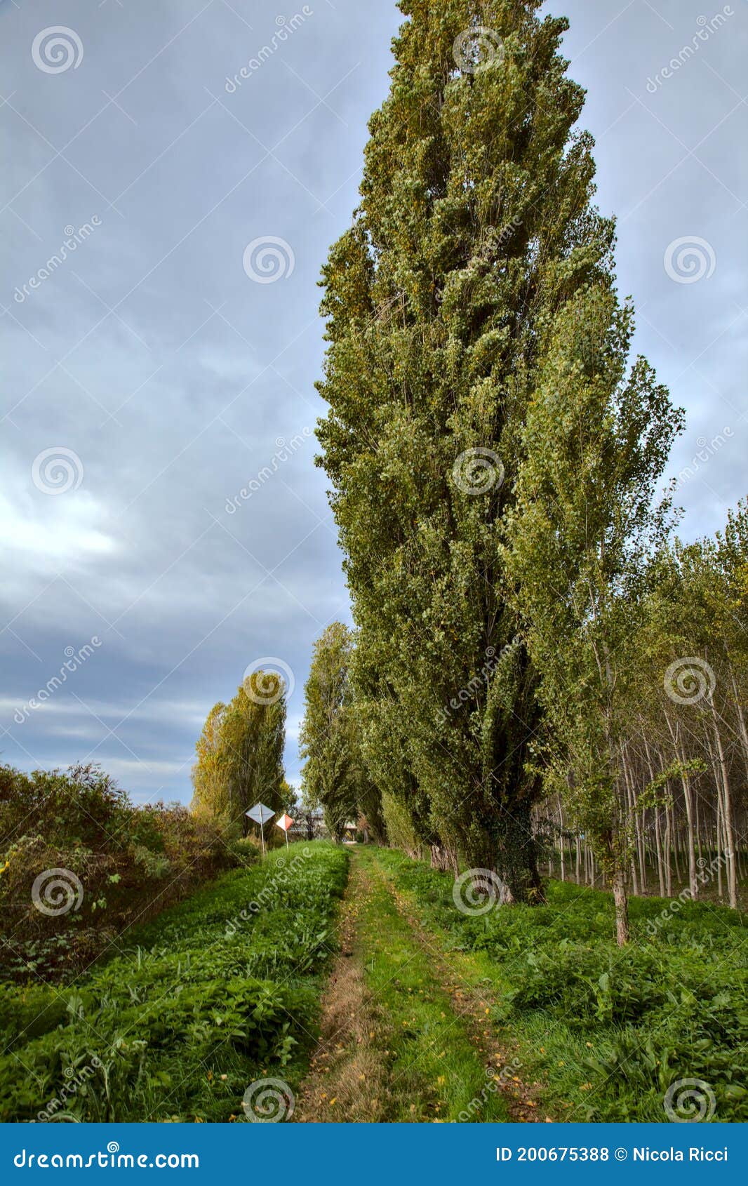 Path Bordered by Trees by the Shore of a River in Autumn Stock Photo ...