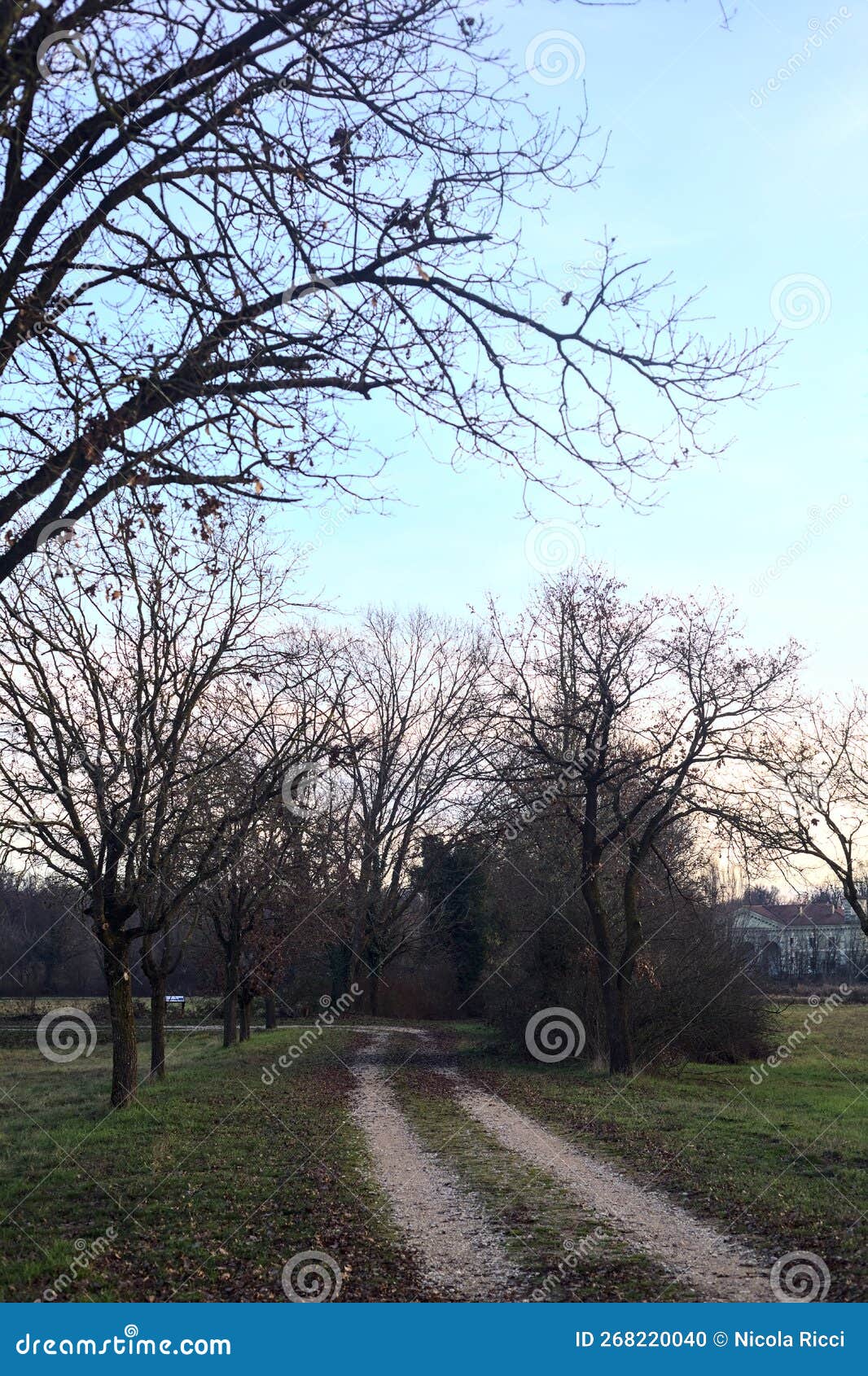Path Bordered by Two Rows of Trees in a Park at Sunset Stock Photo ...