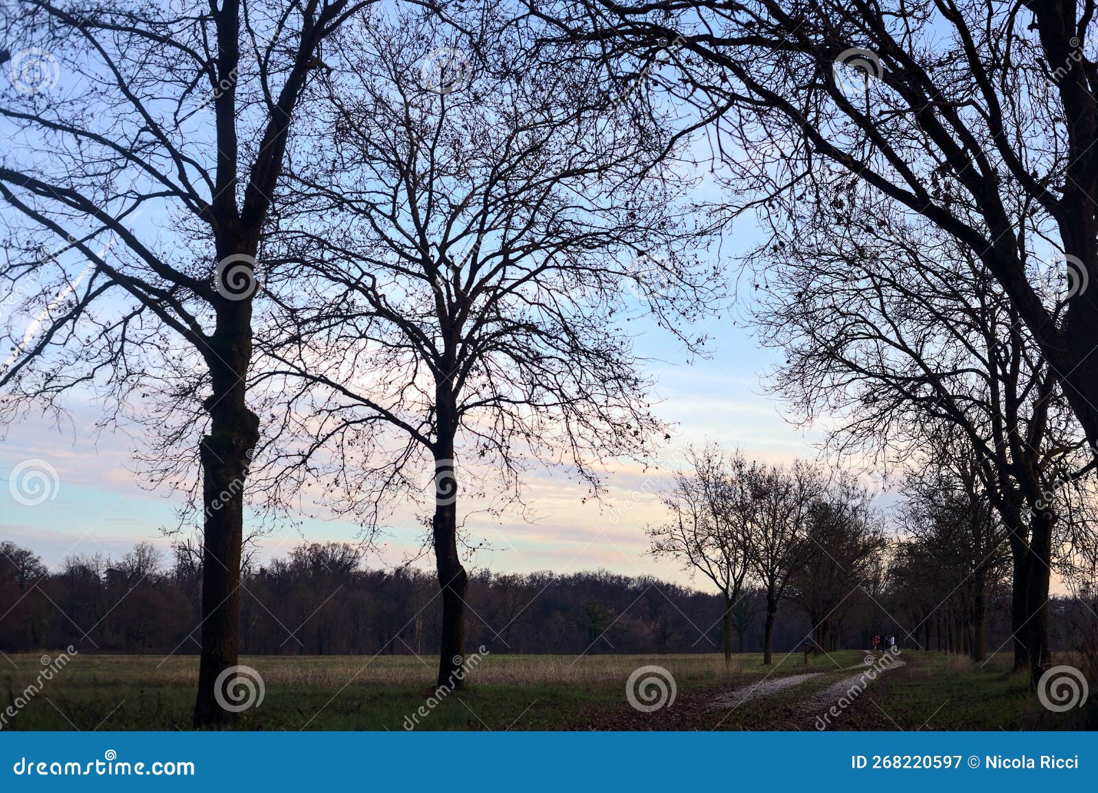 Path Bordered by Two Rows of Trees in a Park at Sunset Stock Image ...
