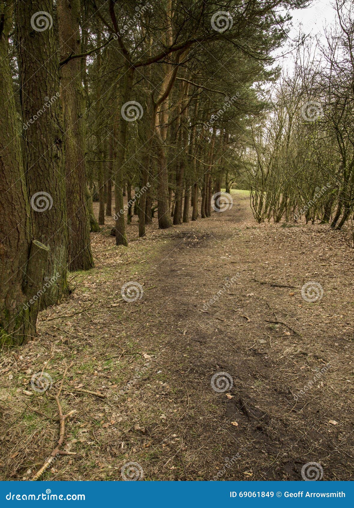 Path Bordering Forest at Tandle Hill in Winter Stock Image - Image of ...