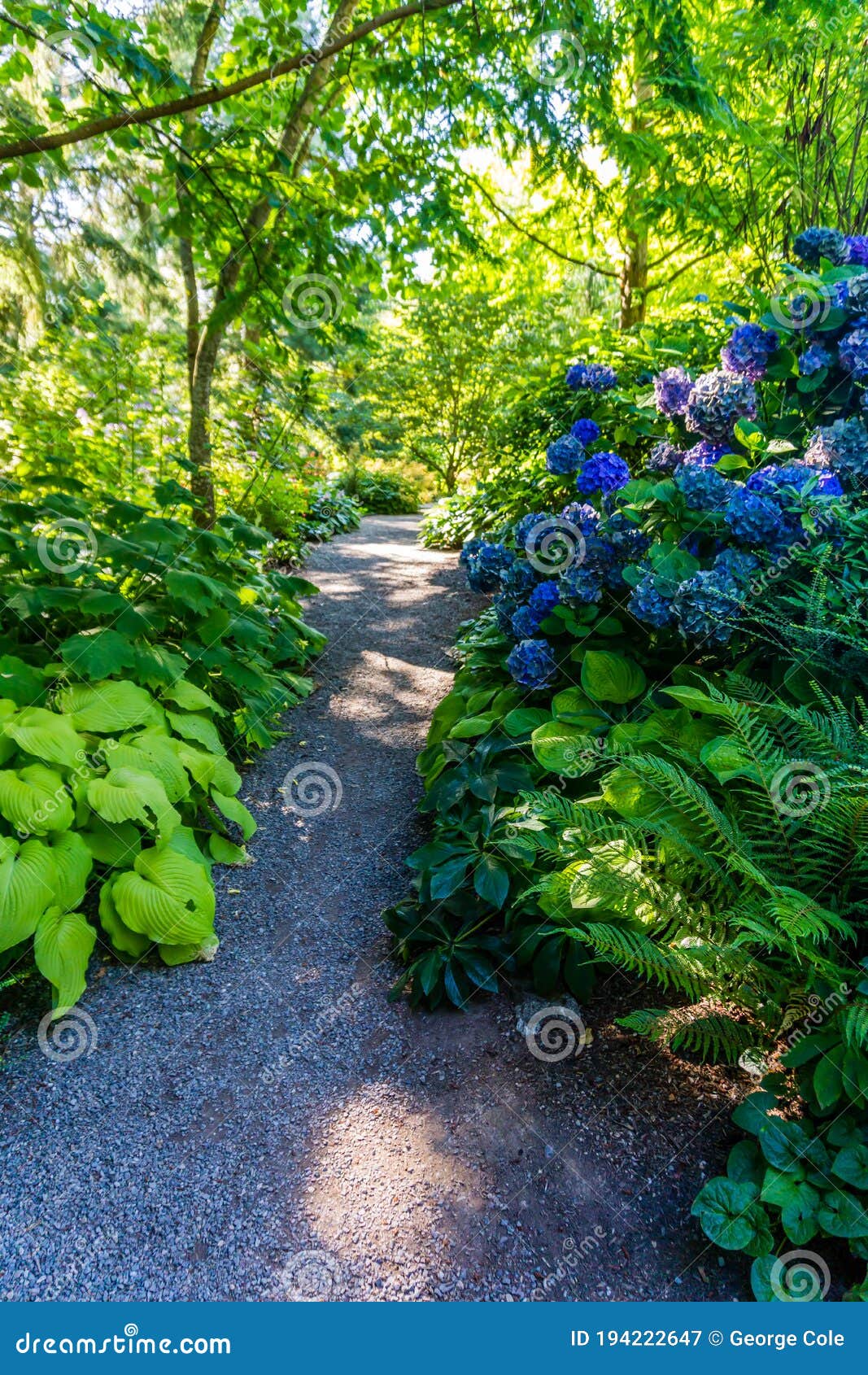 Botanical Garden Path stock image. Image of scenic, washington - 194222647