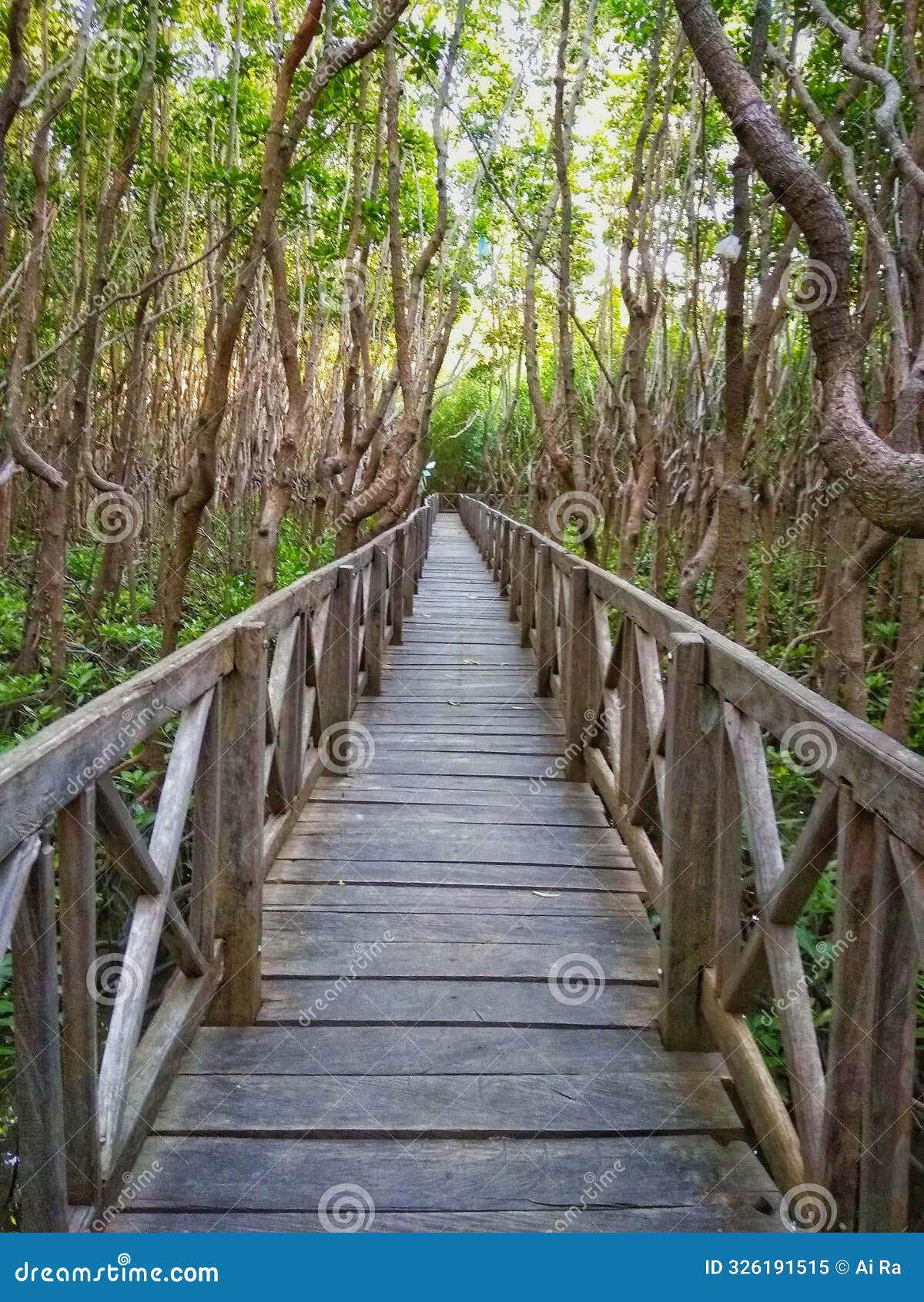 The Path on Bridge in the Mangrove Forest at Morning Time Stock Image ...