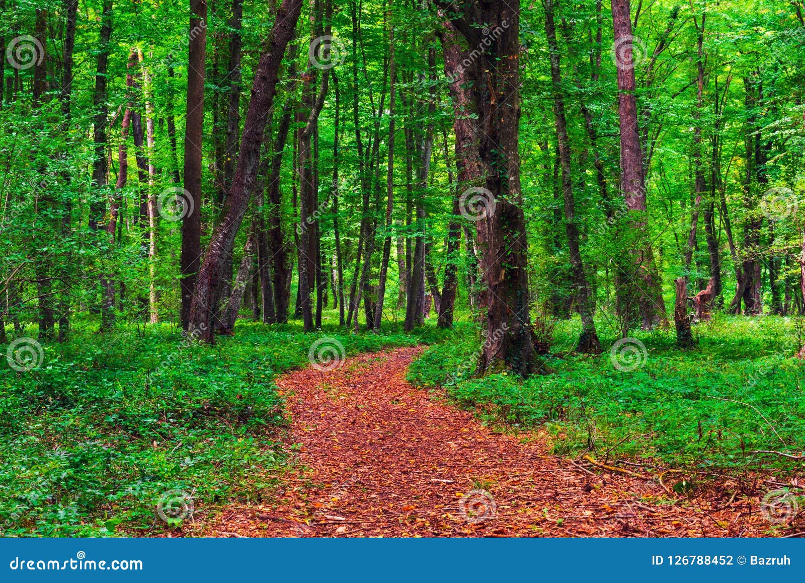 Path in the Bright Green Forest Stock Photo - Image of scenic, color ...