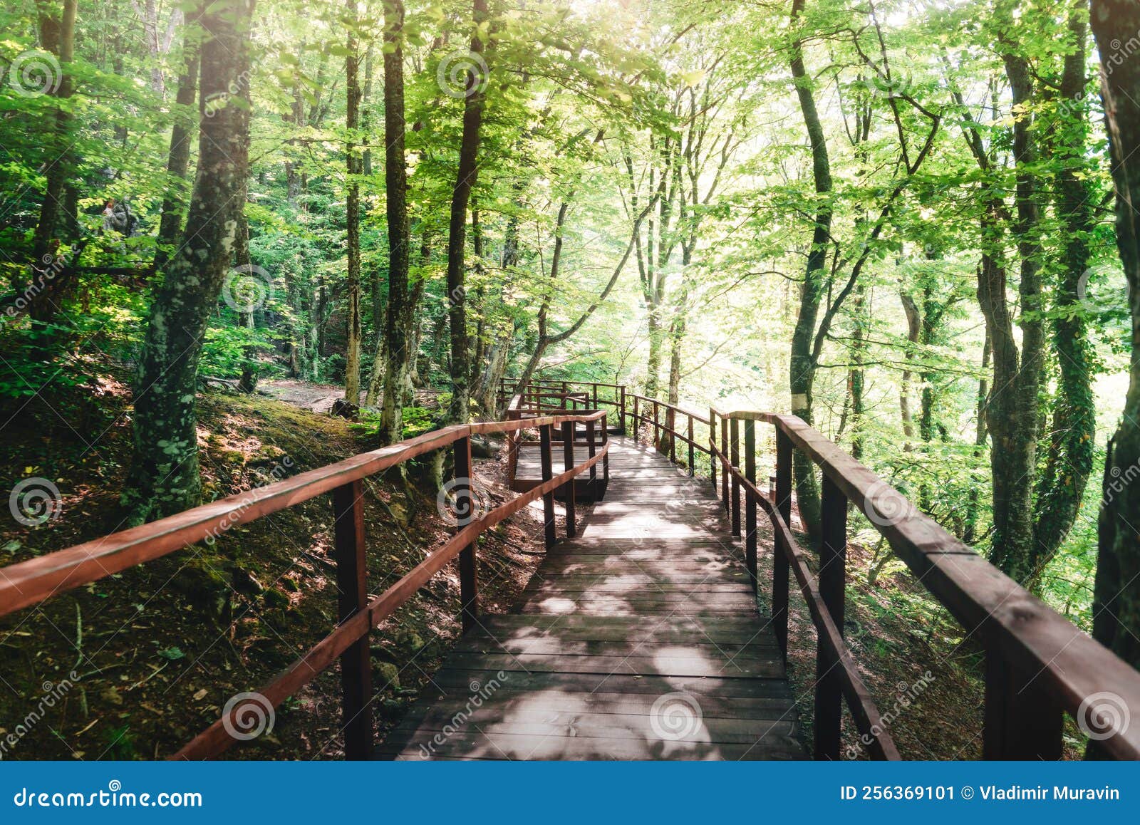Path in the Bright Green Summer Forest Stock Image - Image of outdoor ...