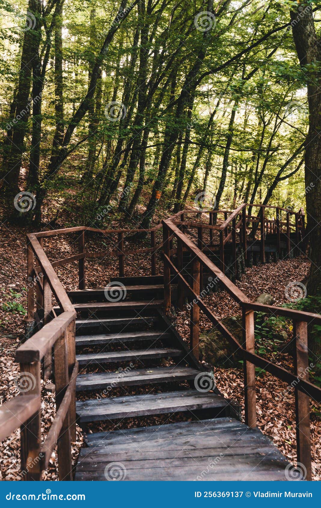 Path in the Bright Green Summer Forest Stock Image - Image of path ...