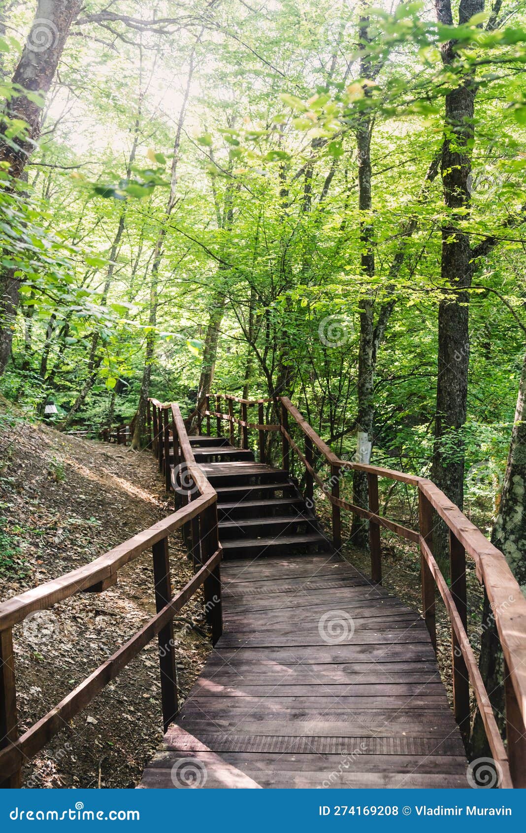 Path in the Bright Green Summer Forest Stock Photo - Image of sunny ...