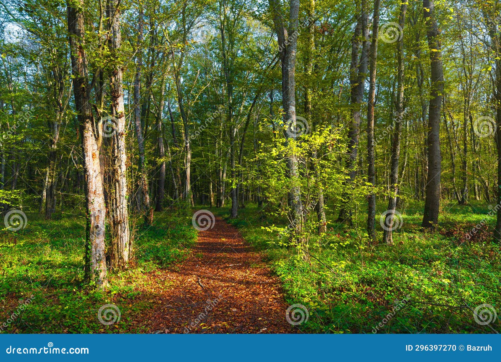 Path in a Bright Morning Forest. Fresh Nature Wallpaper Stock Photo ...