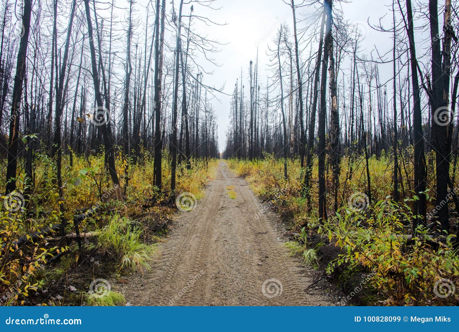 Path through burned forest stock image. Image of devastation - 100828099