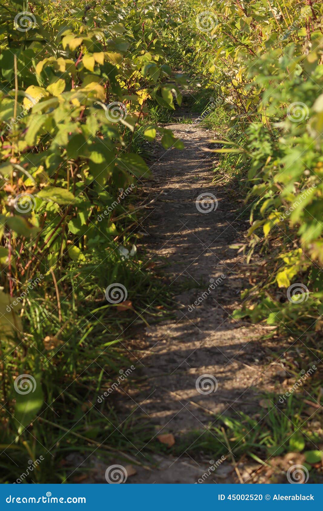 Path through the bush stock photo. Image of earth, brightly - 45002520