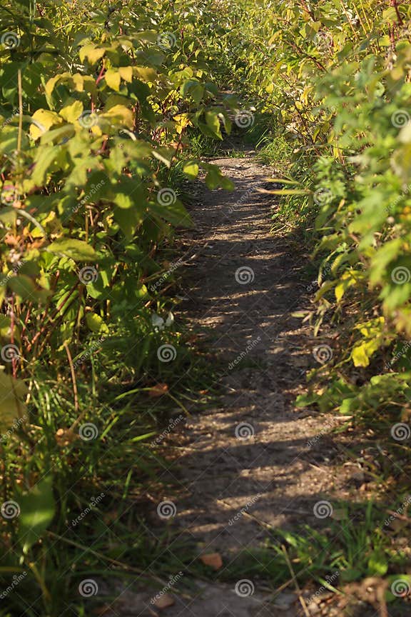 Path through the bush stock photo. Image of earth, brightly - 45002520