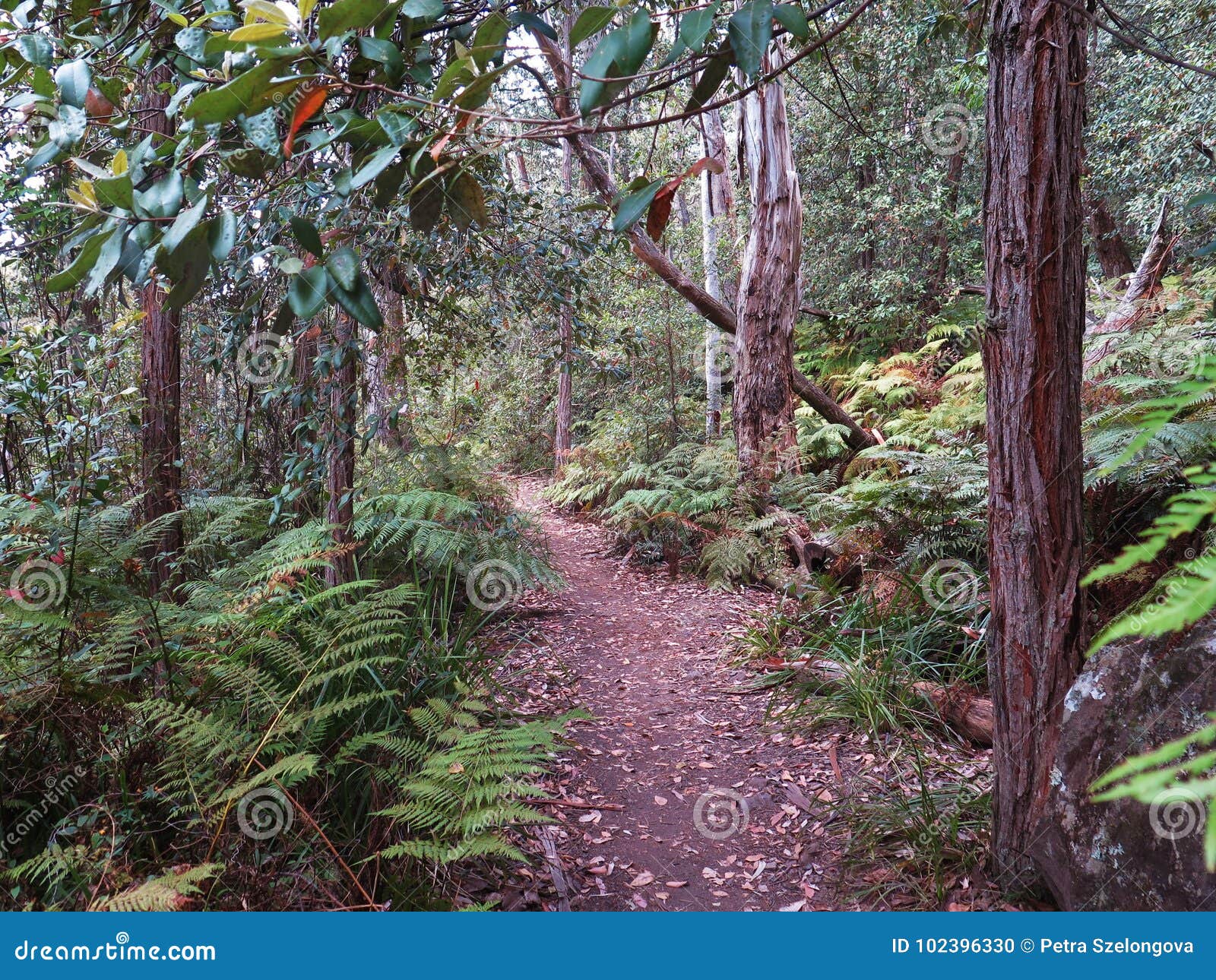 Path in the bush stock photo. Image of summer, australia - 102396330