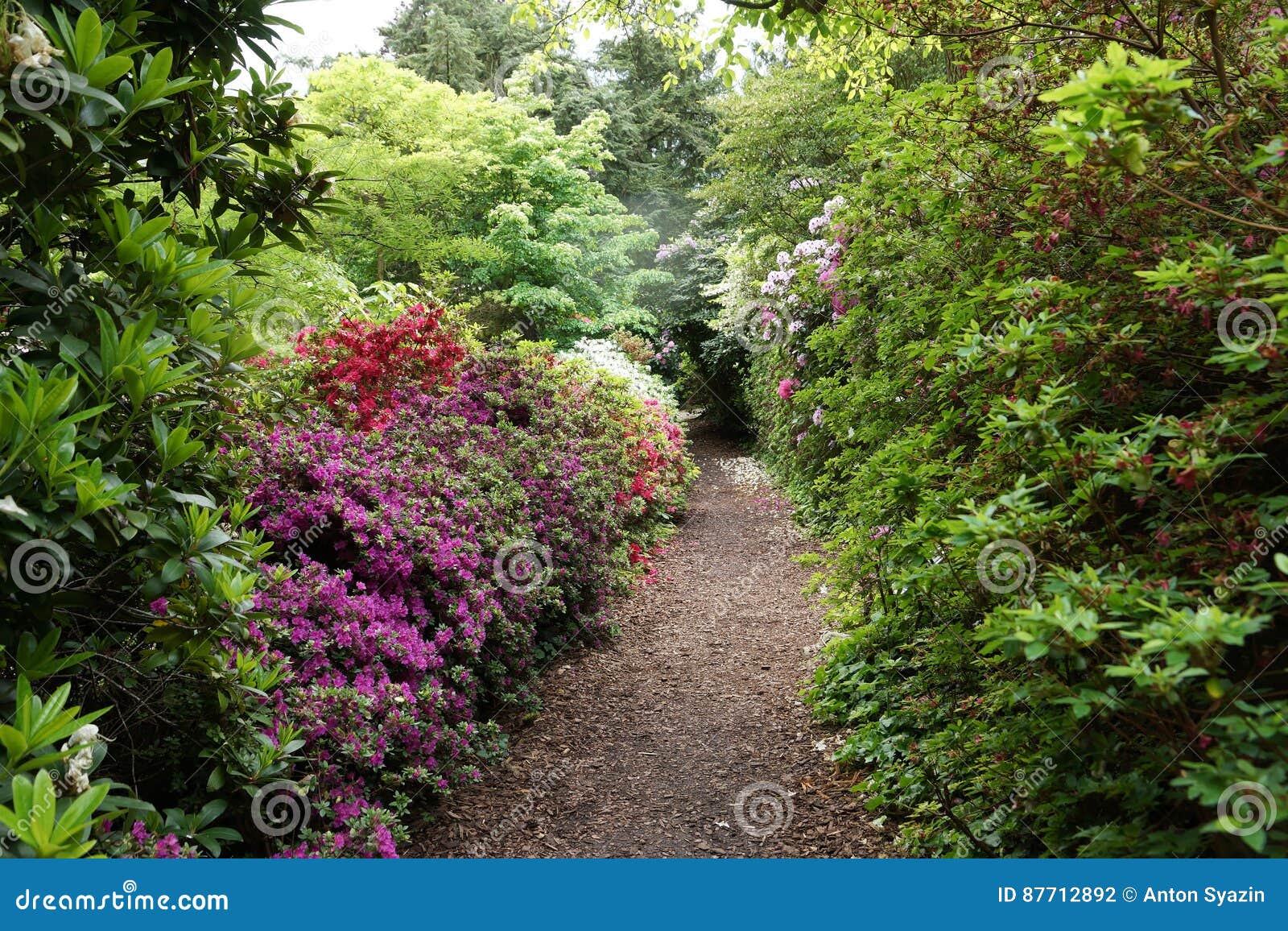 The Path between the Bushes and Flowers Stock Photo - Image of ...