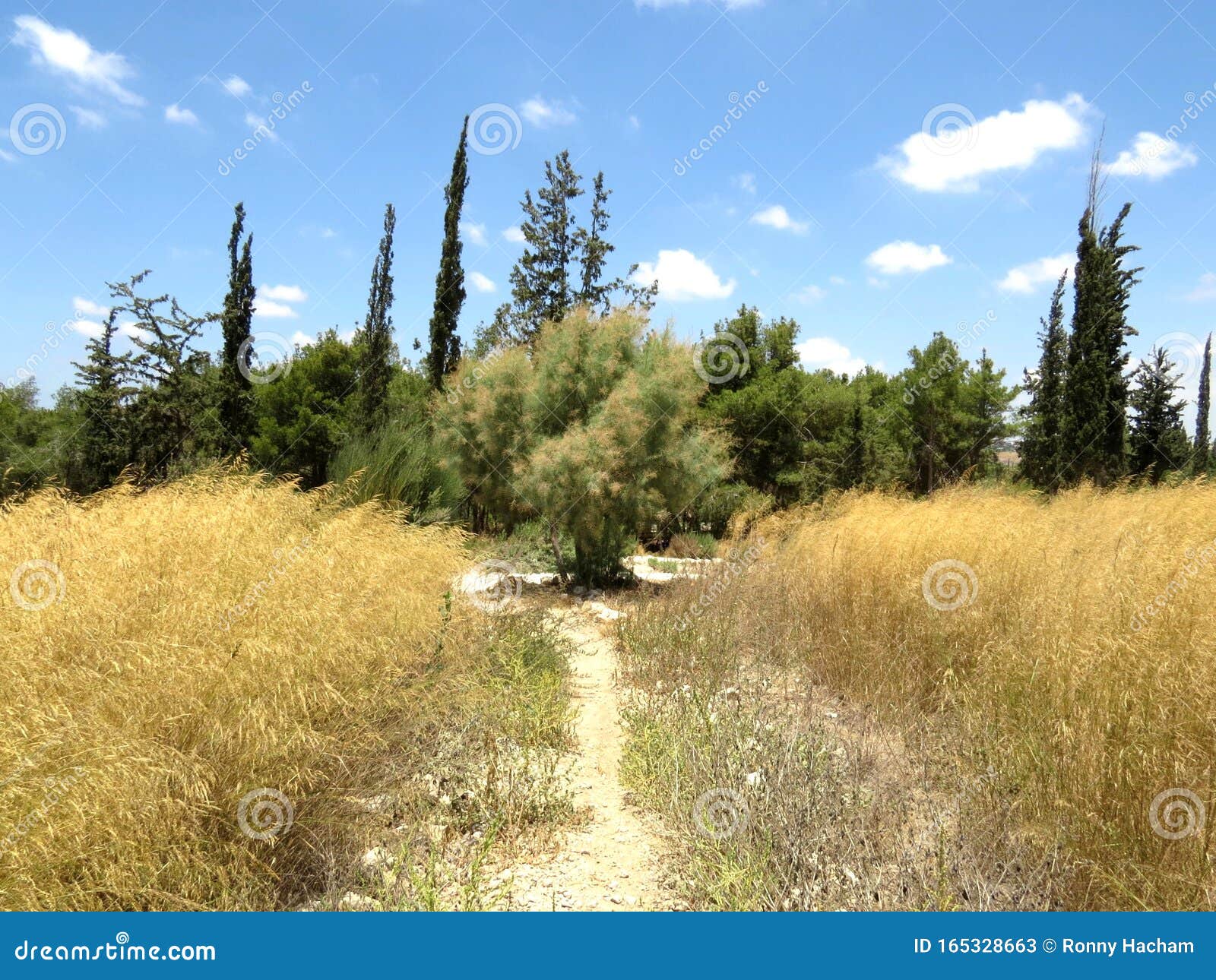 Path in the Bushes and Woods Stock Image - Image of bush, curving ...