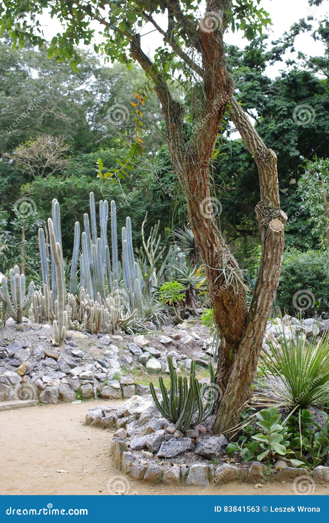 Path by cactus trees editorial stock photo. Image of botany - 83841563