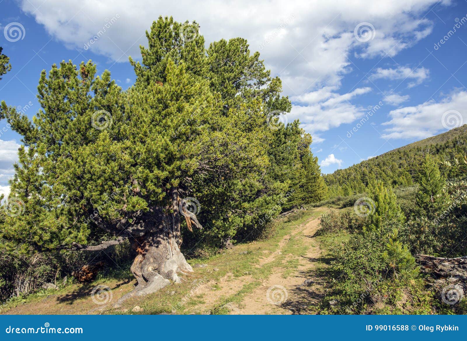 A Path in the Cedar Forest with Huge Trees . Stock Photo - Image of ...