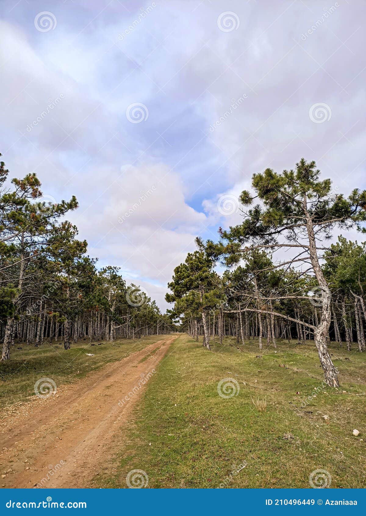 Path in Christmas Trees or Pine Trees in a Forest Stock Image - Image ...