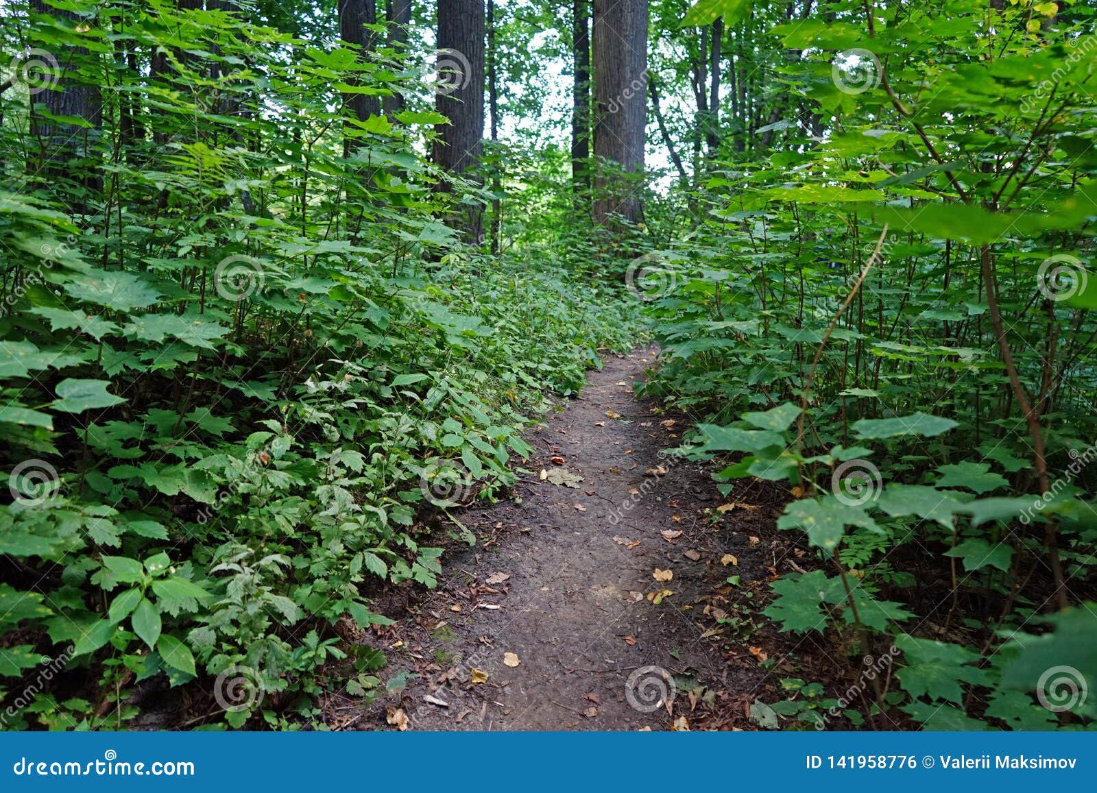 The Path in the City Summer Park Stock Photo - Image of park ...