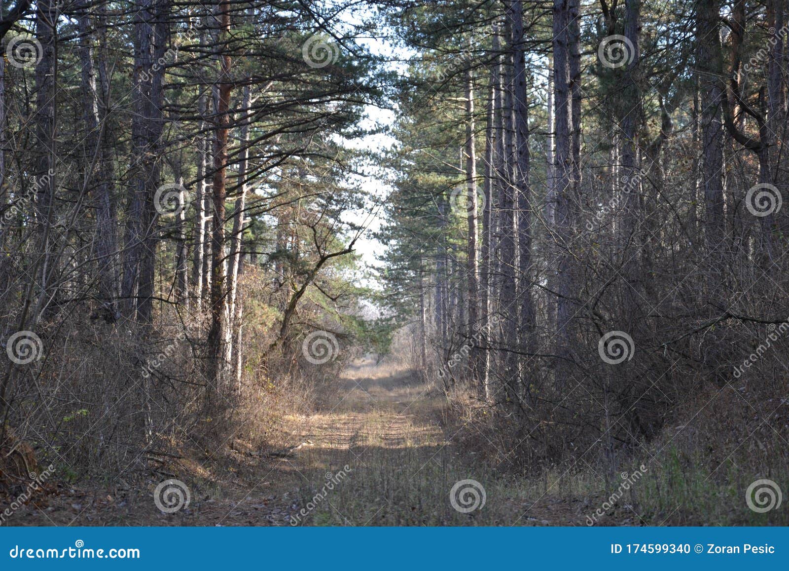 Path is Clear when You Where are You Going Stock Photo - Image of path ...