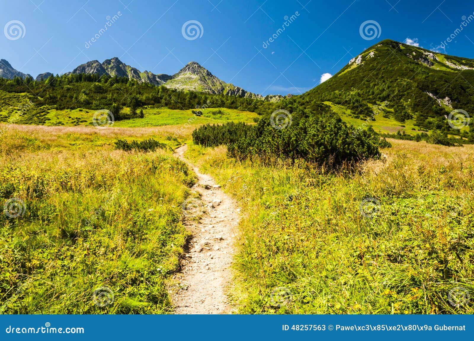 Path by clearing stock image. Image of summer, peaks - 48257563