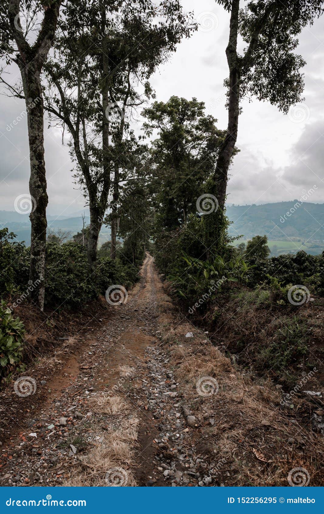 A Path through Coffee Fields in Colombian Coffee Region in a ...