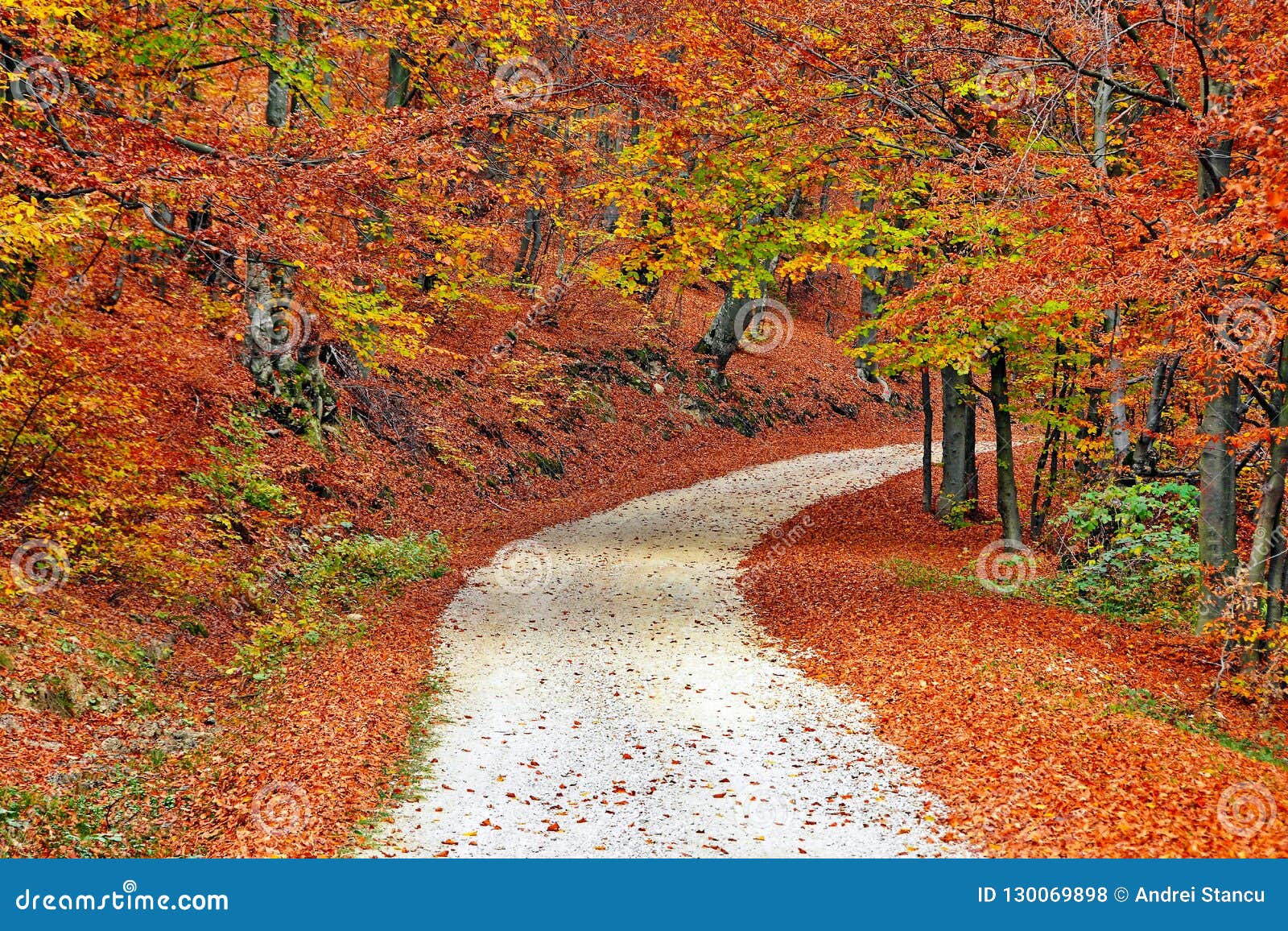 Fall Forest stock photo. Image of outdoor, weather, rake - 130069898