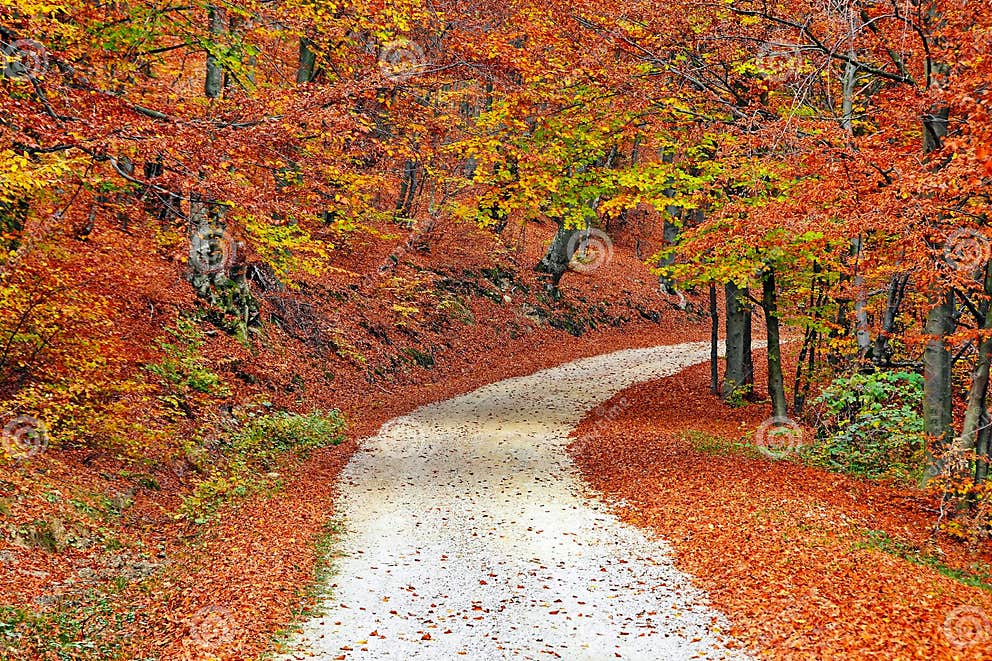 Fall Forest stock photo. Image of outdoor, weather, rake - 130069898