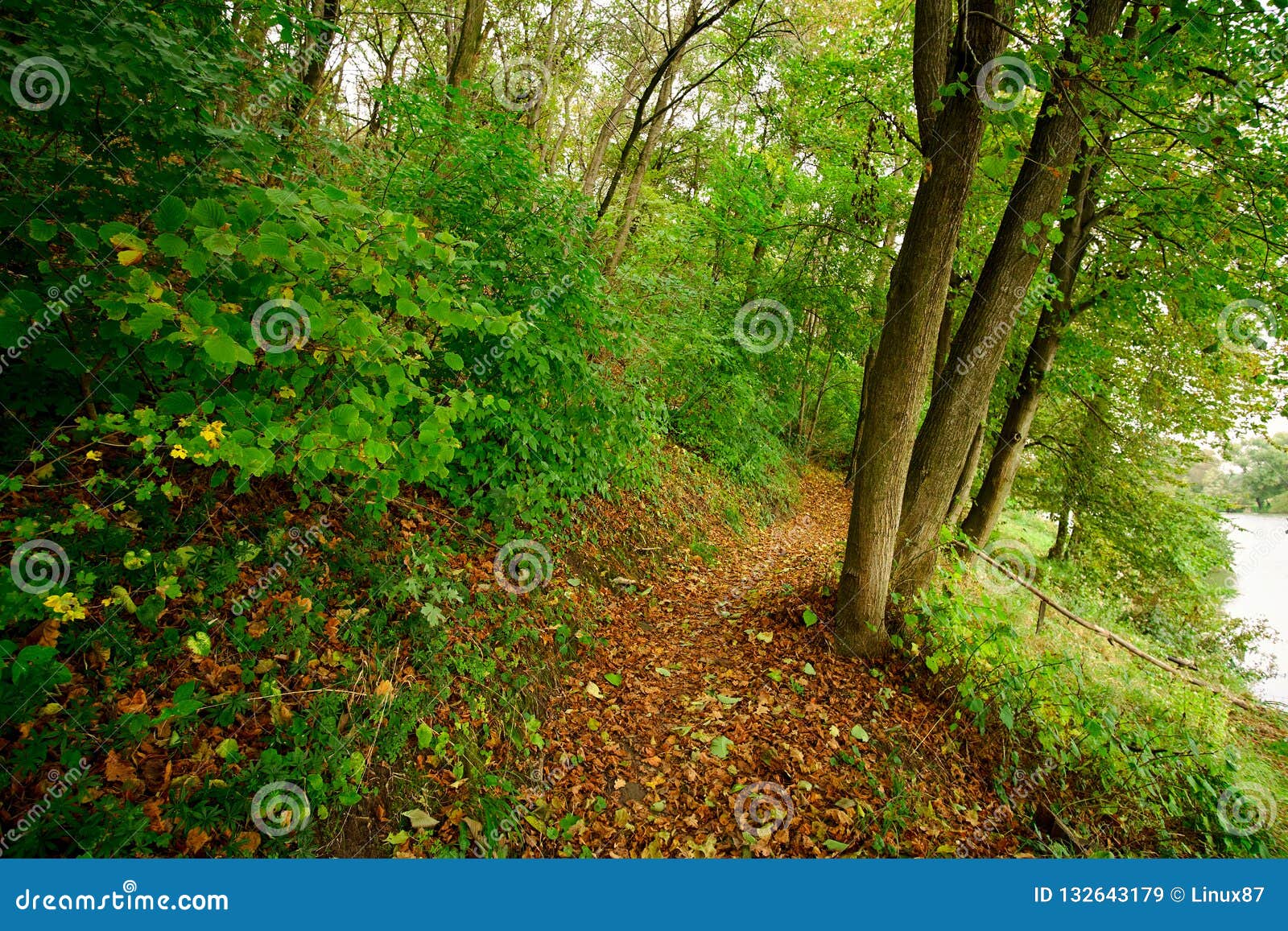 Path in the Colorful Forest Stock Image - Image of green, scenery ...