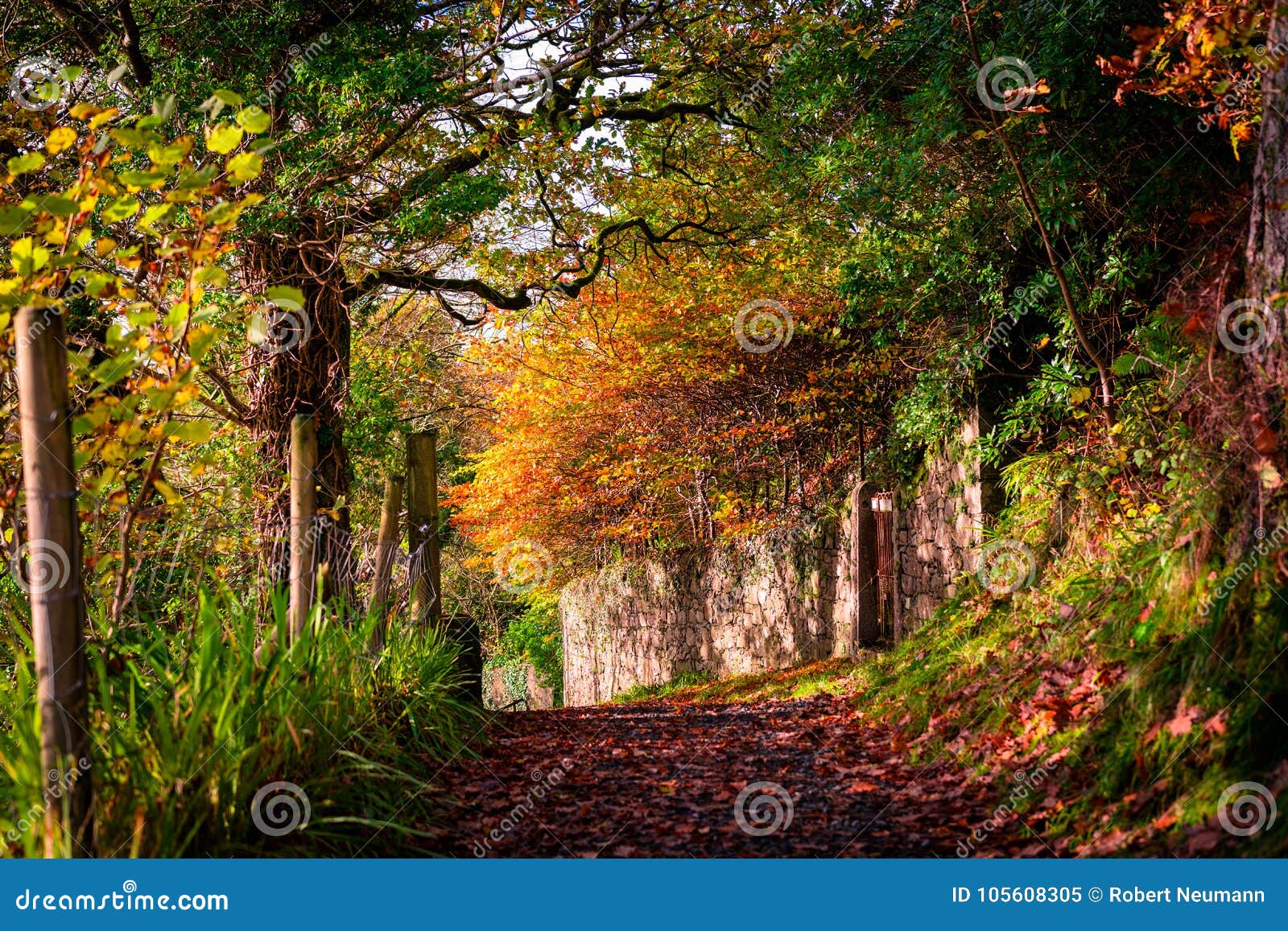 Autumn path stock image. Image of rural, forest, road - 105608305