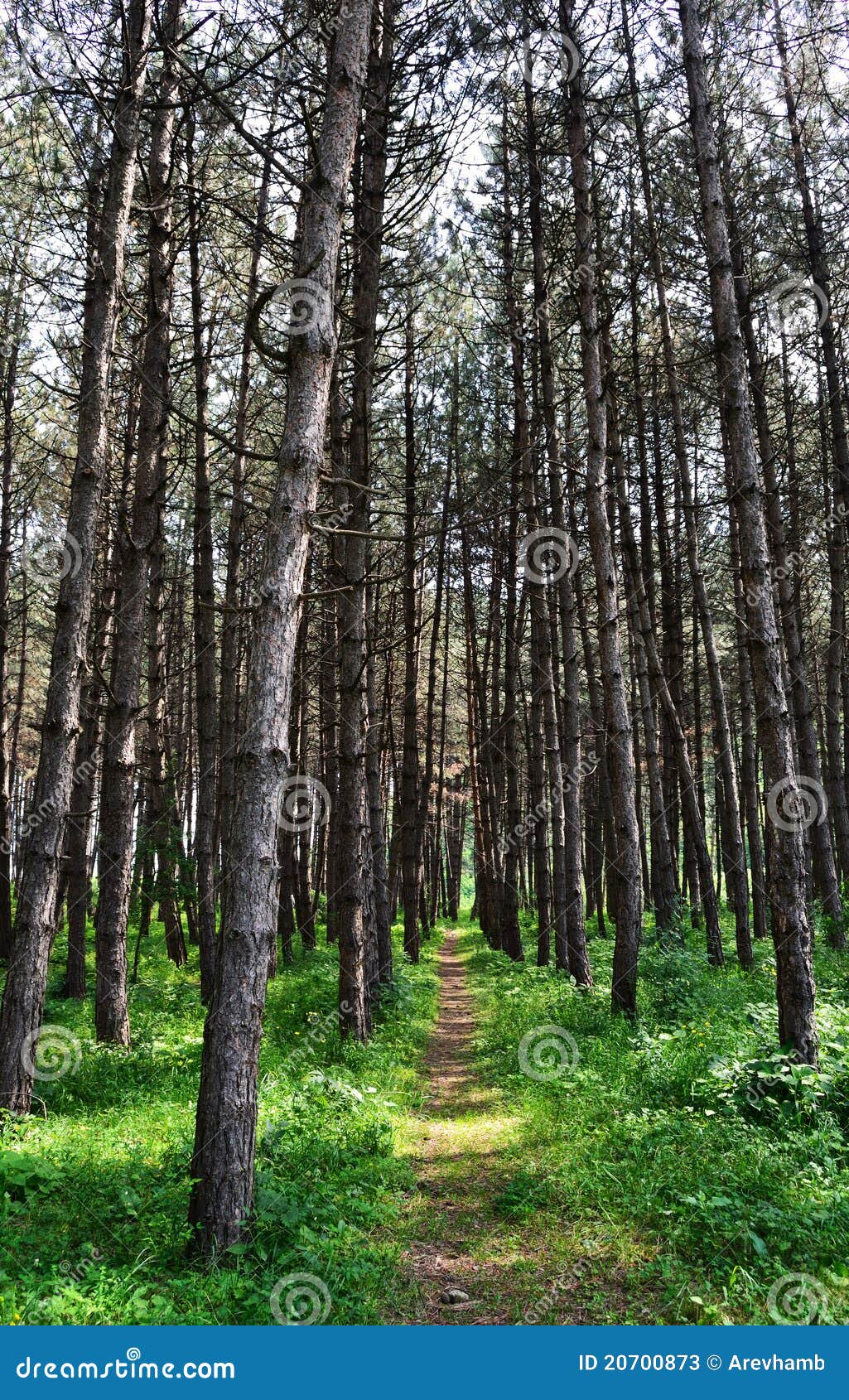 Path in coniferous forest stock image. Image of reforestation - 20700873