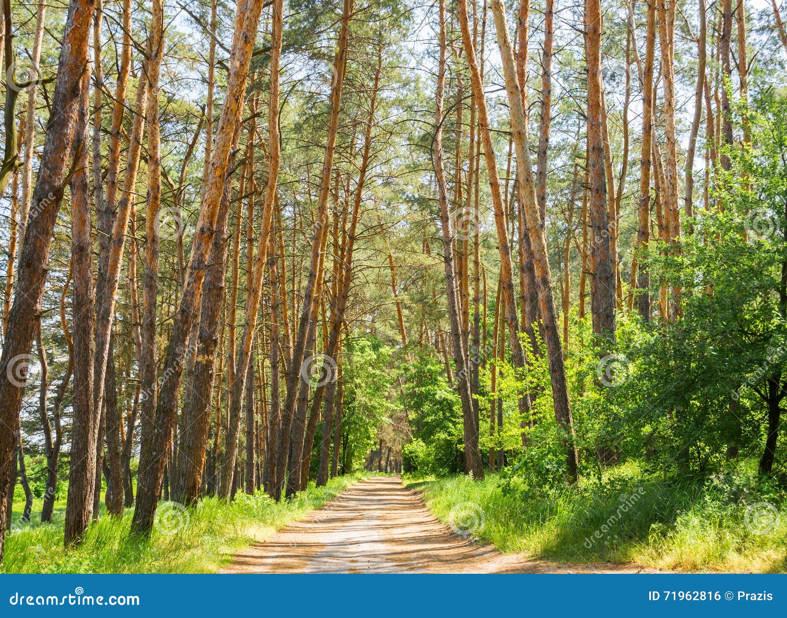 Path in coniferous forest stock photo. Image of wildlife - 71962816