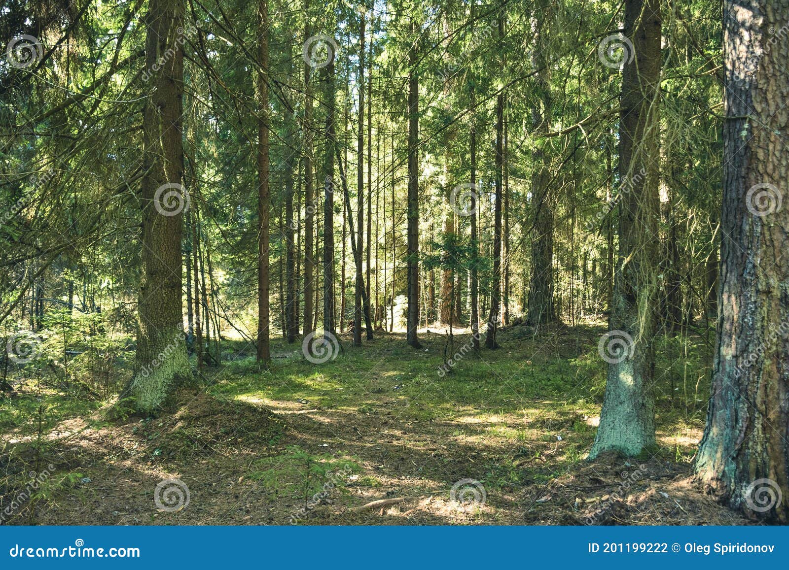 Path in the Coniferous Forest Stock Photo - Image of greenery, grove ...