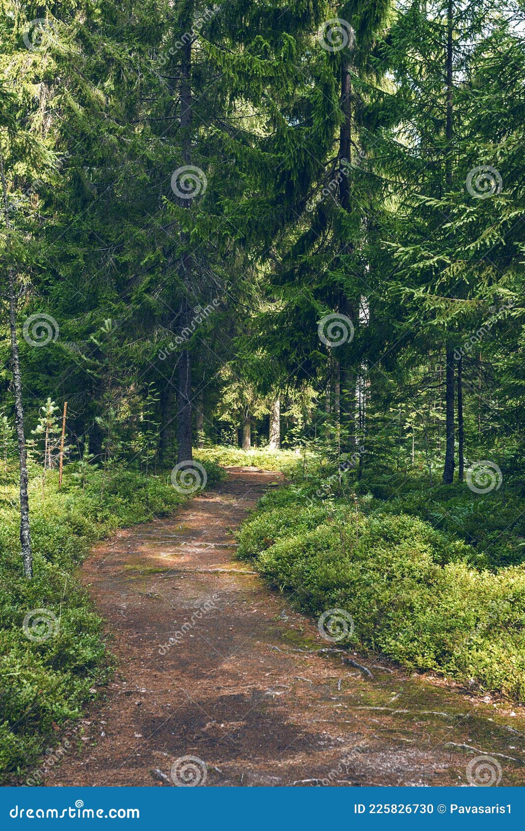 Path through a Coniferous Forest. Forest Landscape. Pure Nature. Stock ...