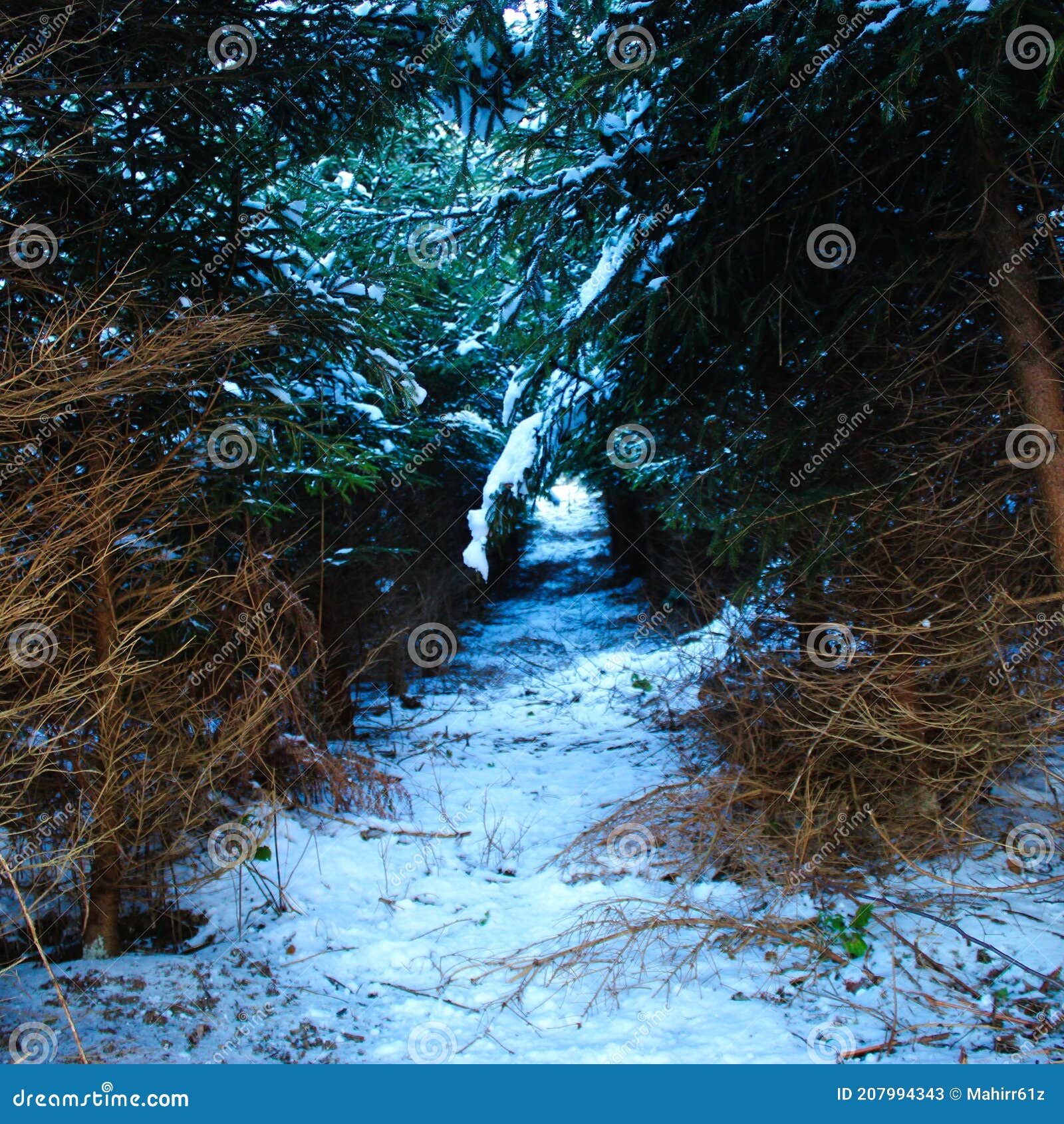 The Path through the Coniferous Forest in Winter. a Pathway between ...