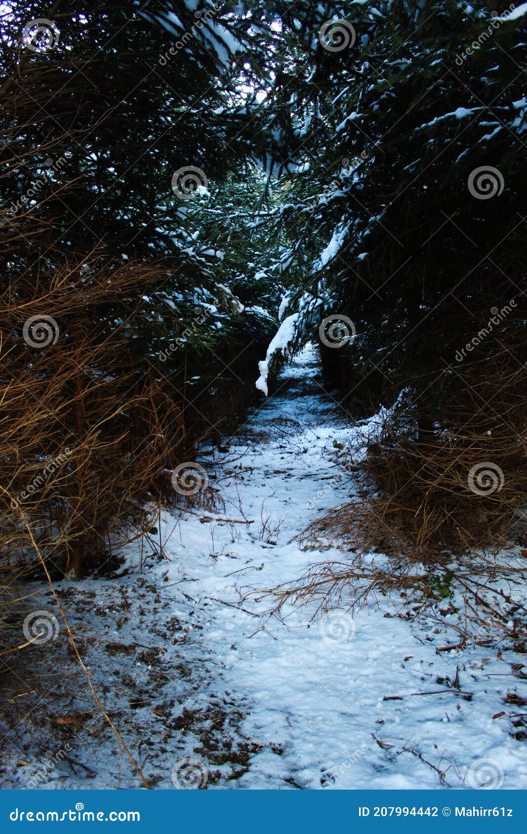 The Path through the Coniferous Forest in Winter. a Pathway between ...
