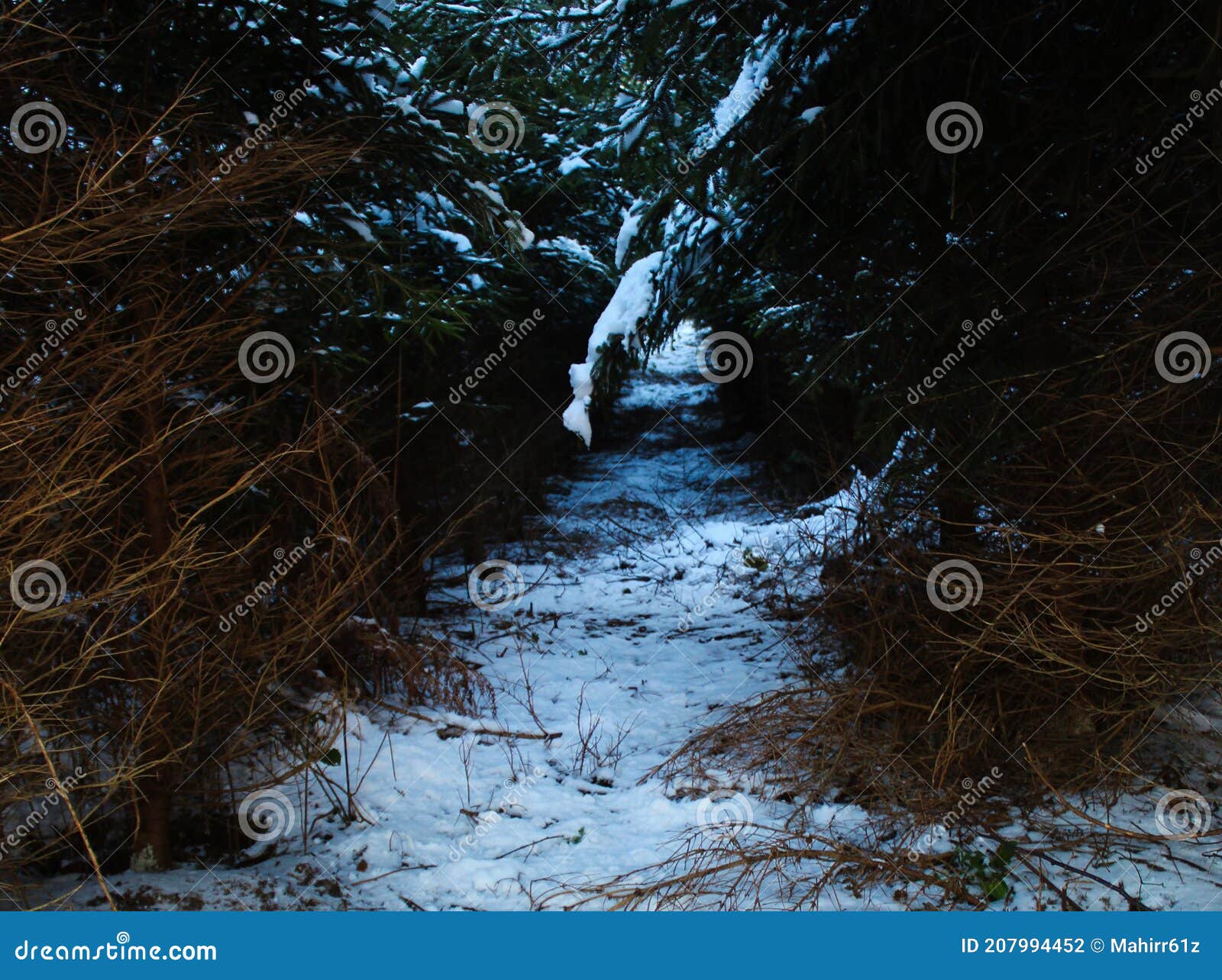 The Path through the Coniferous Forest in Winter. a Pathway between ...