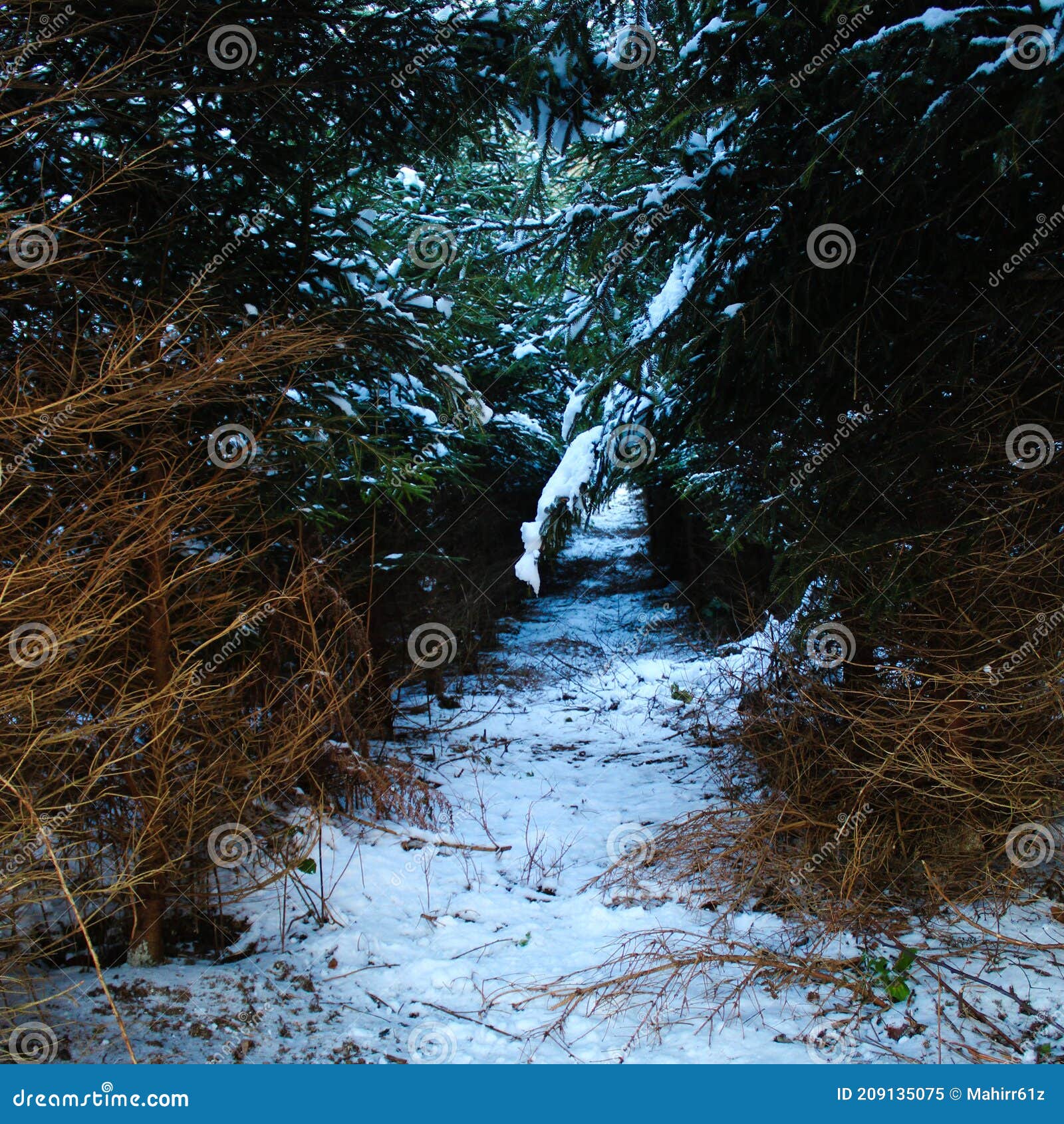 The Path through the Coniferous Forest in Winter. a Pathway between ...