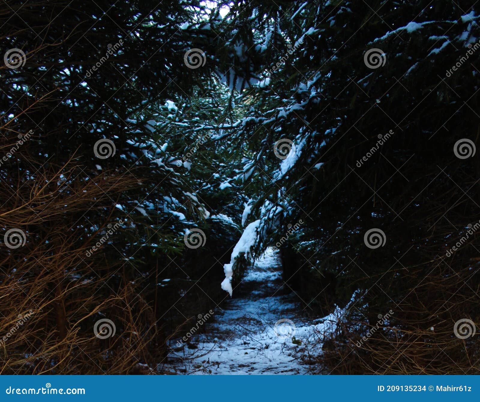 The Path through the Coniferous Forest in Winter. a Pathway between ...