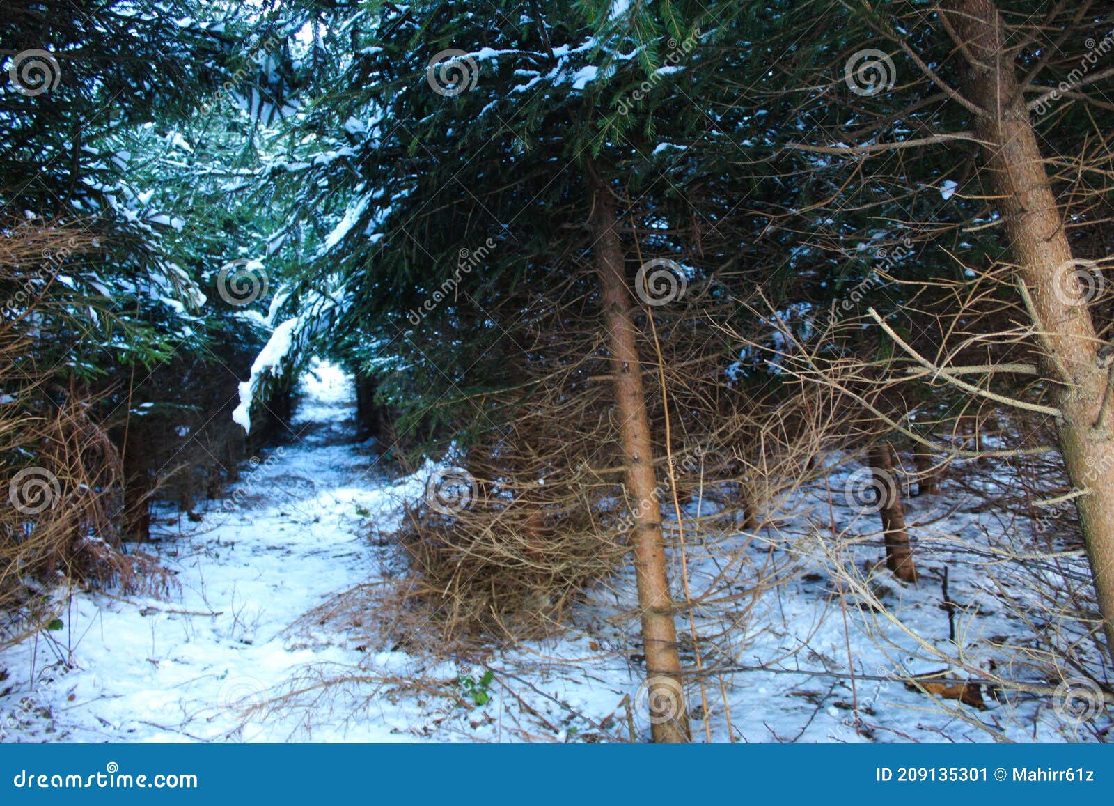 The Path through the Coniferous Forest in Winter. a Pathway between ...