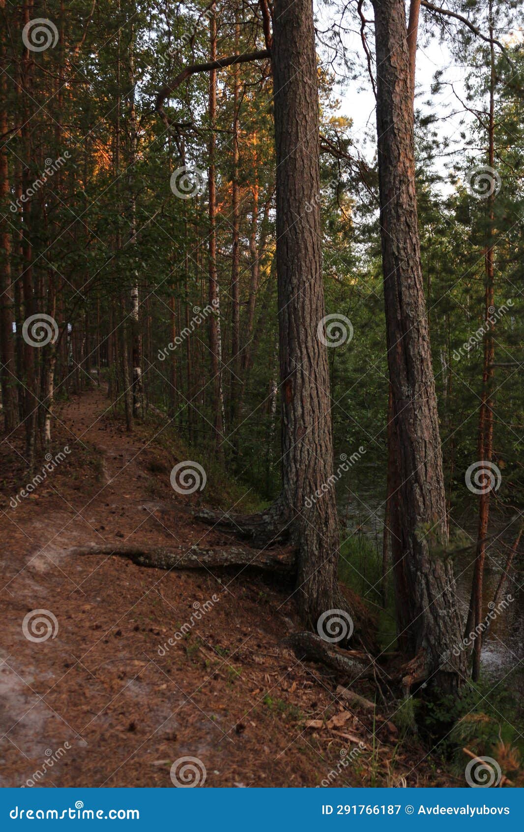 Path among Coniferous Trees in a Coniferous Forest in the Taiga Stock ...