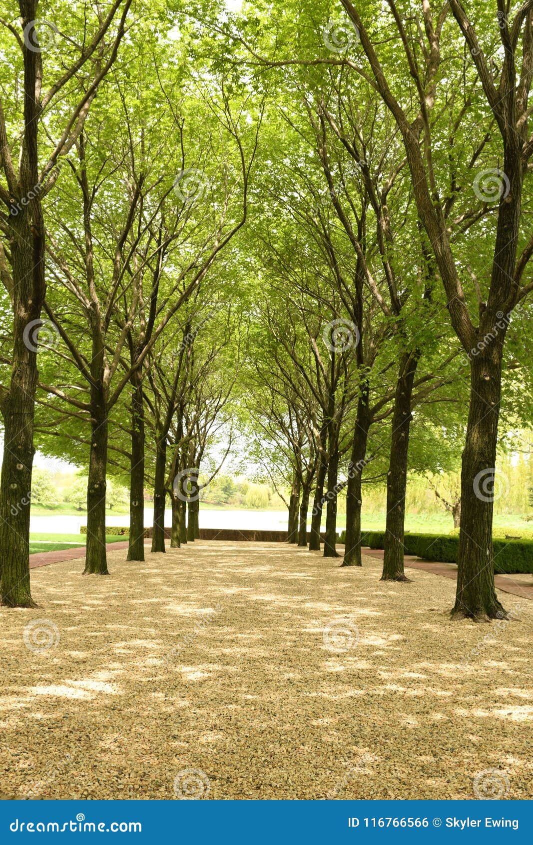 Cool looking trees stock photo. Image of summer, long - 116766566
