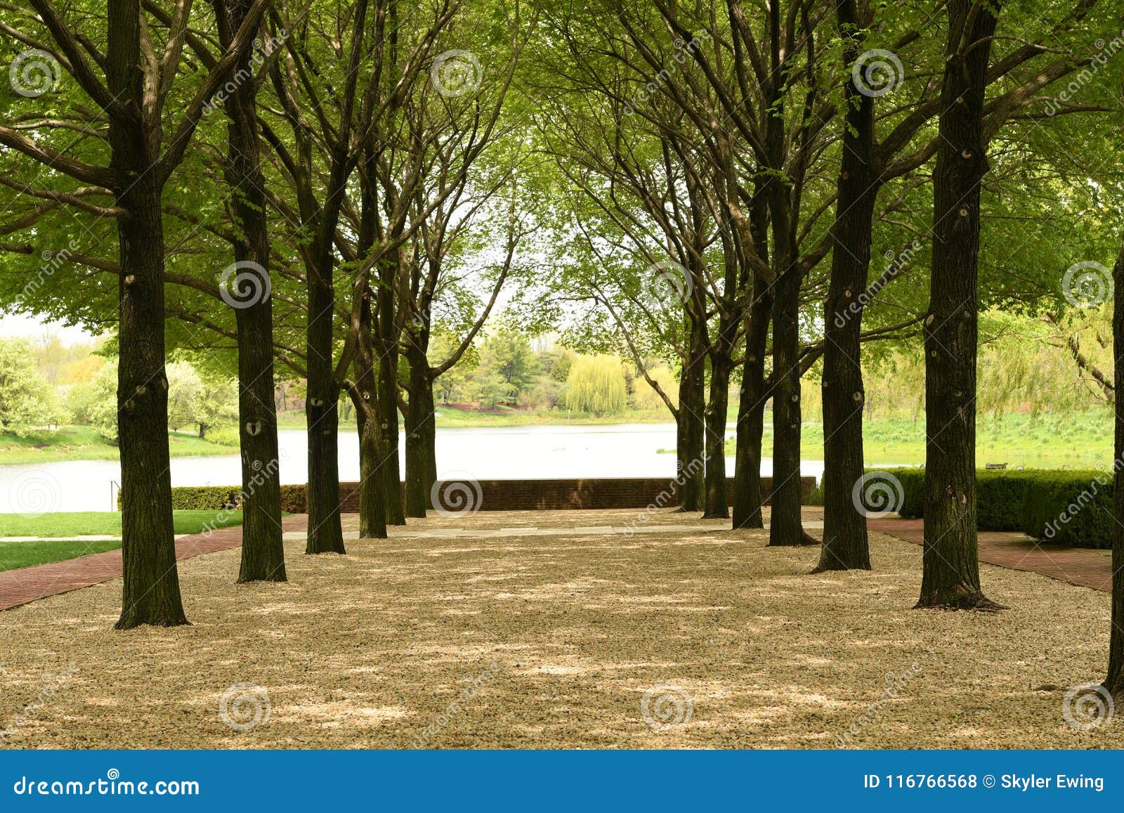Cool looking trees stock photo. Image of lake, trees - 116766568