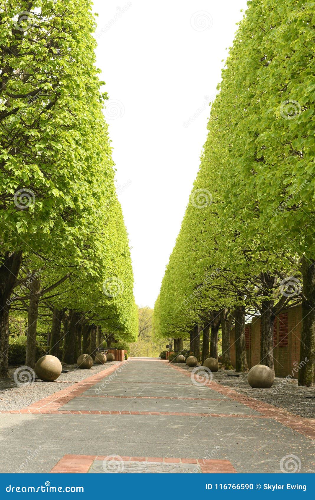 Cllo looking trees stock photo. Image of pink, flower - 116766590